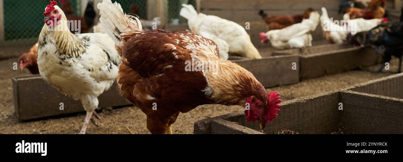Panoramic of brown chicken pecking poultry feed in manger in front of ...