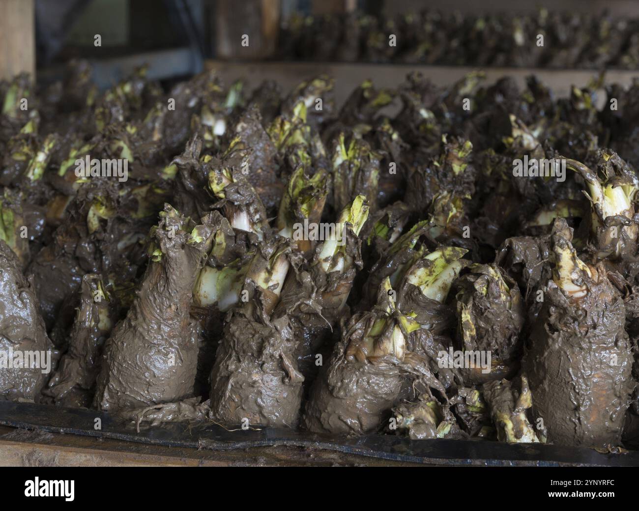 Cultivation and harvesting of chicory Stock Photo - Alamy