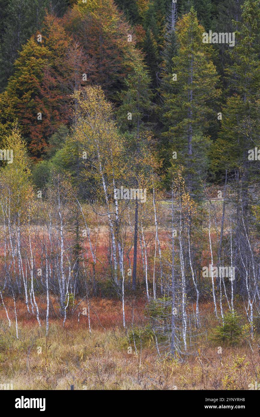 Marsh fall colours colors hi-res stock photography and images - Alamy