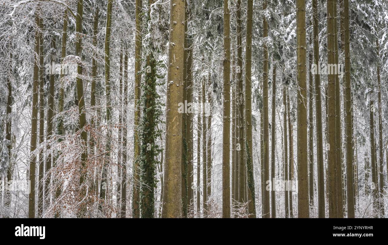 Line of trees in winter in the forest with snow ice and hoar frost ...