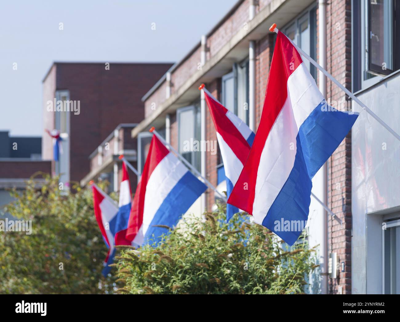 Residential neighborhood with dutch flags hanging outside during a ...