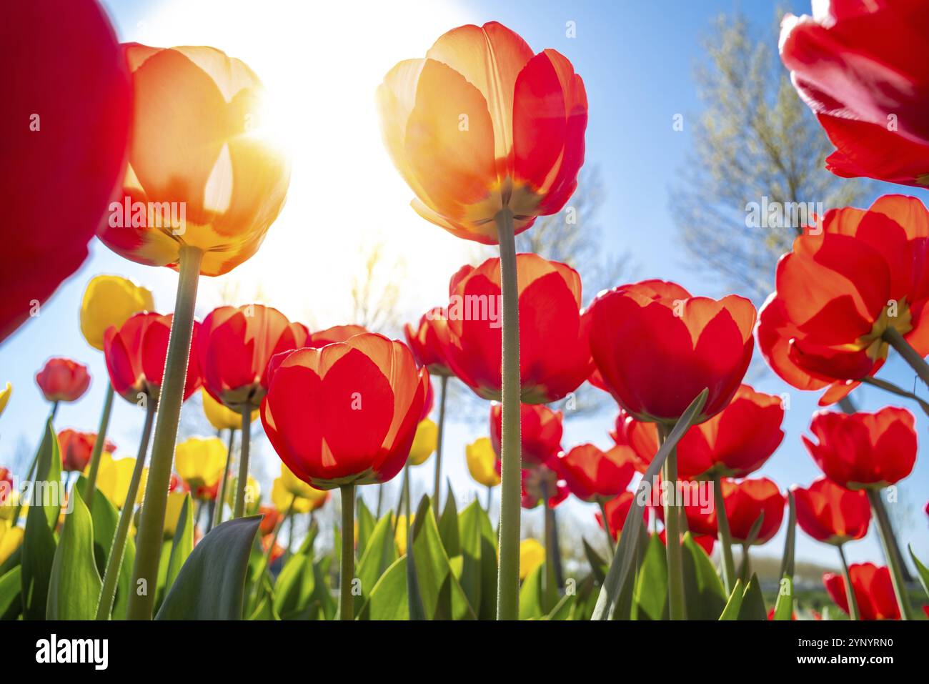 Tulip products hi-res stock photography and images - Alamy