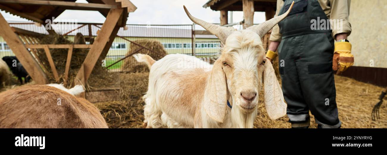 Goat header hi-res stock photography and images - Alamy