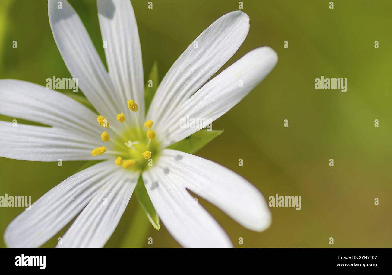 Close up common chickweed hi-res stock photography and images - Alamy