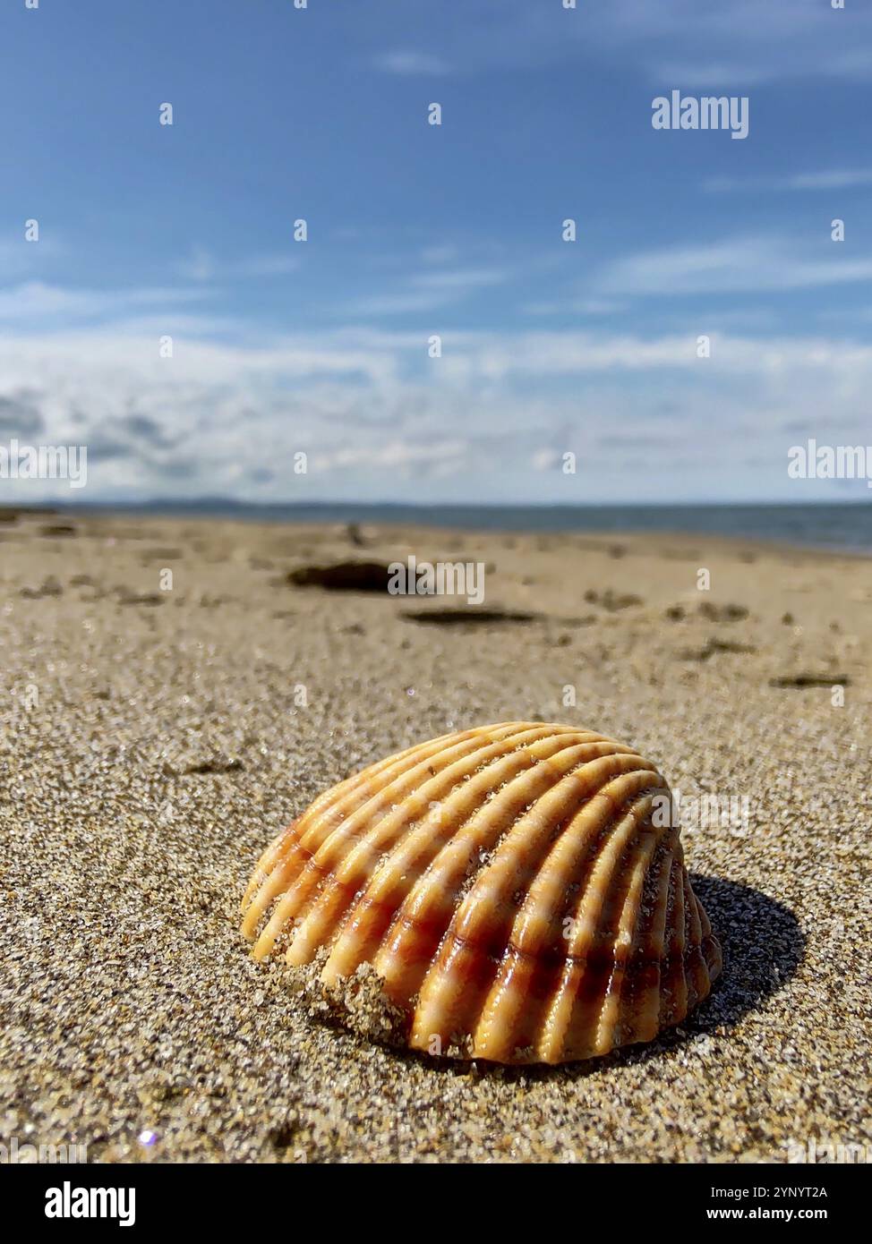Mediterranean sea shells hi-res stock photography and images - Alamy