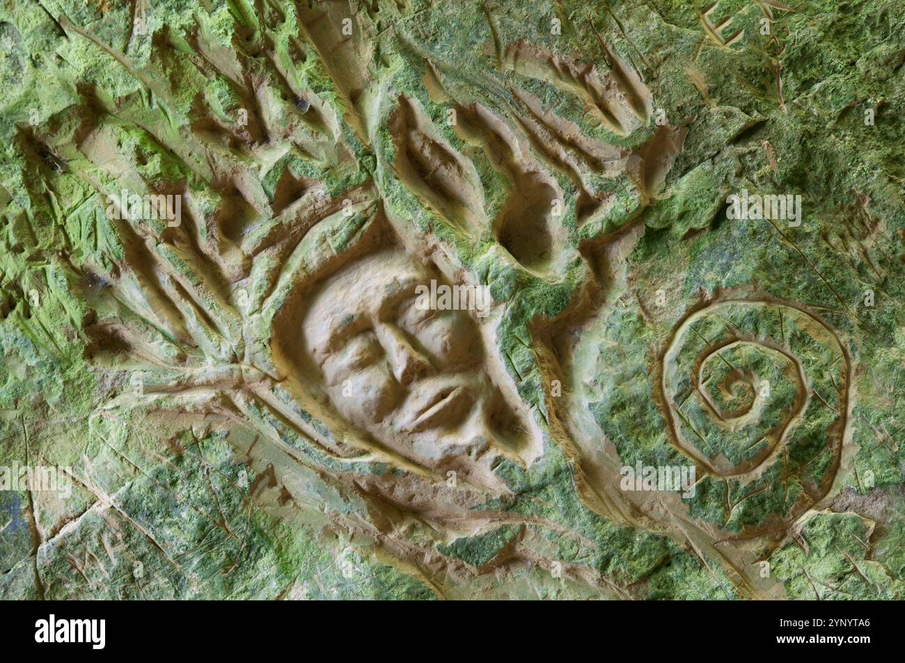 Spooky face carved into the sandstone embankment of an ancient Dorset ...