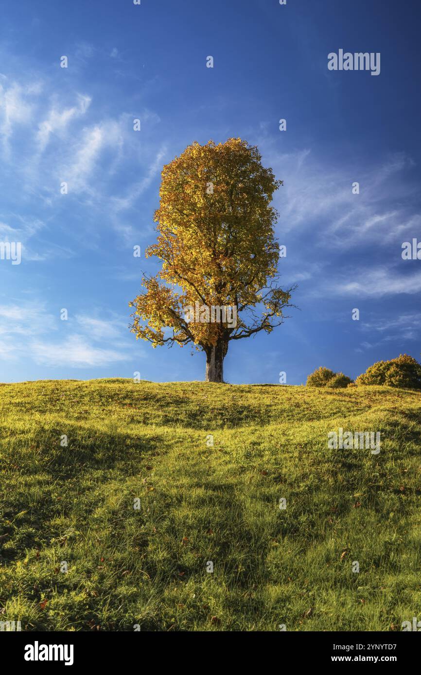 Single big tree with fall colors in the alps with blue sky near ...