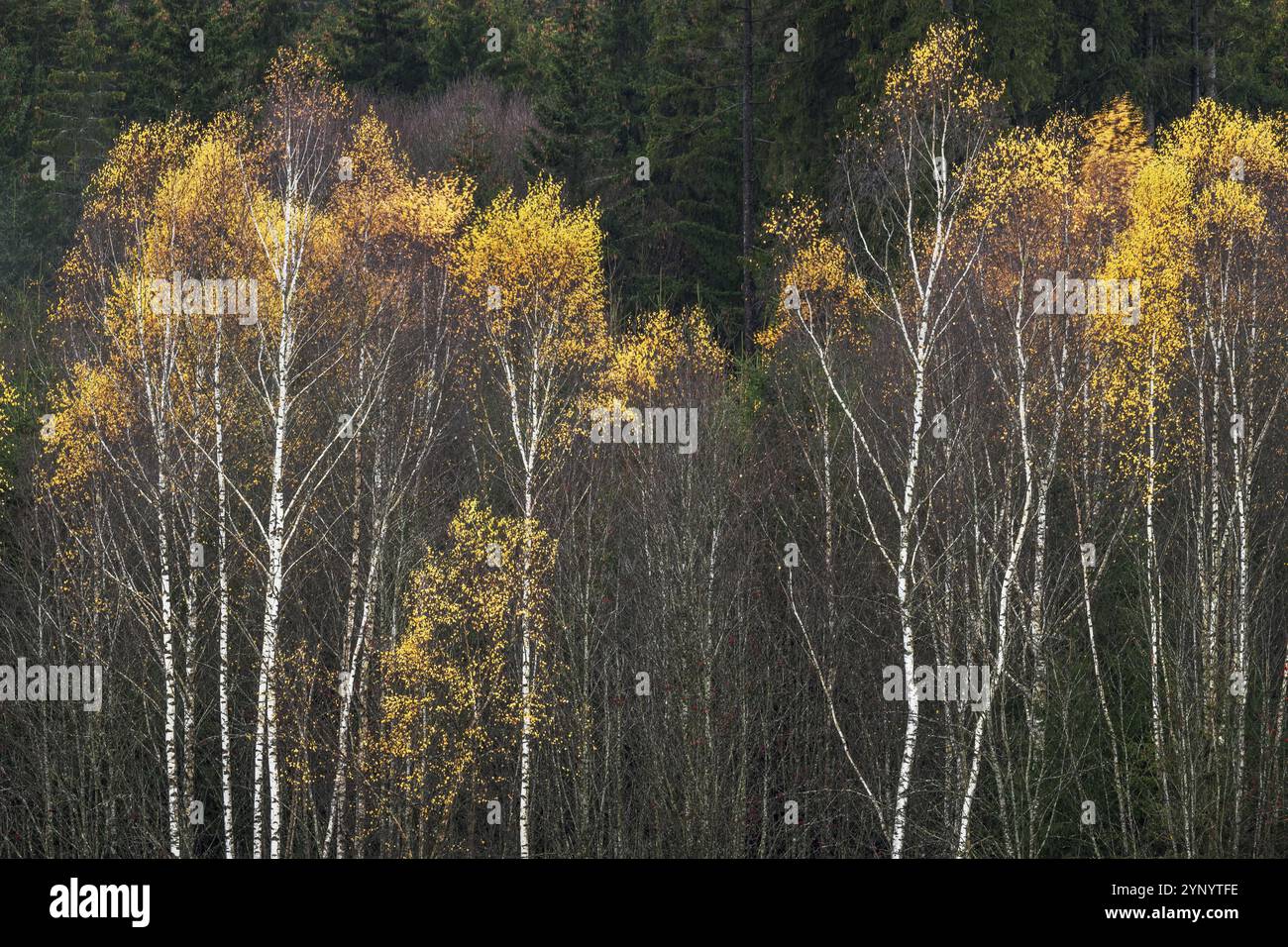 Silver birch trees with last autumn colors left in south germany Stock ...