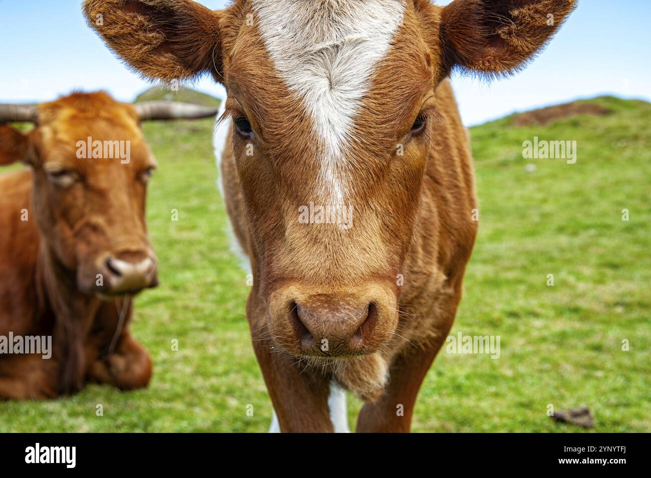 Close up happy unusual hi-res stock photography and images - Alamy