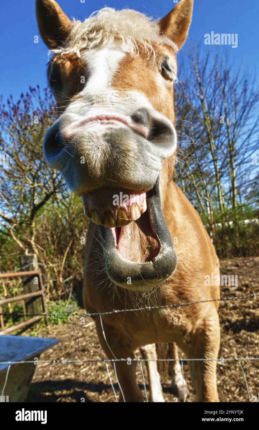 Funny portrait of a laughing horse Stock Photo - Alamy