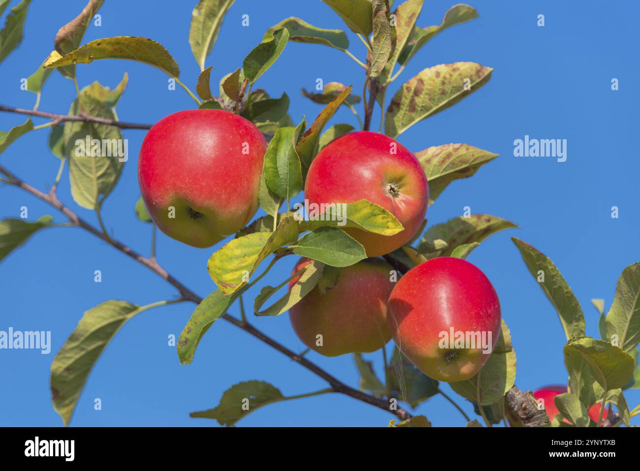 Planting trees in rural area hi-res stock photography and images - Alamy