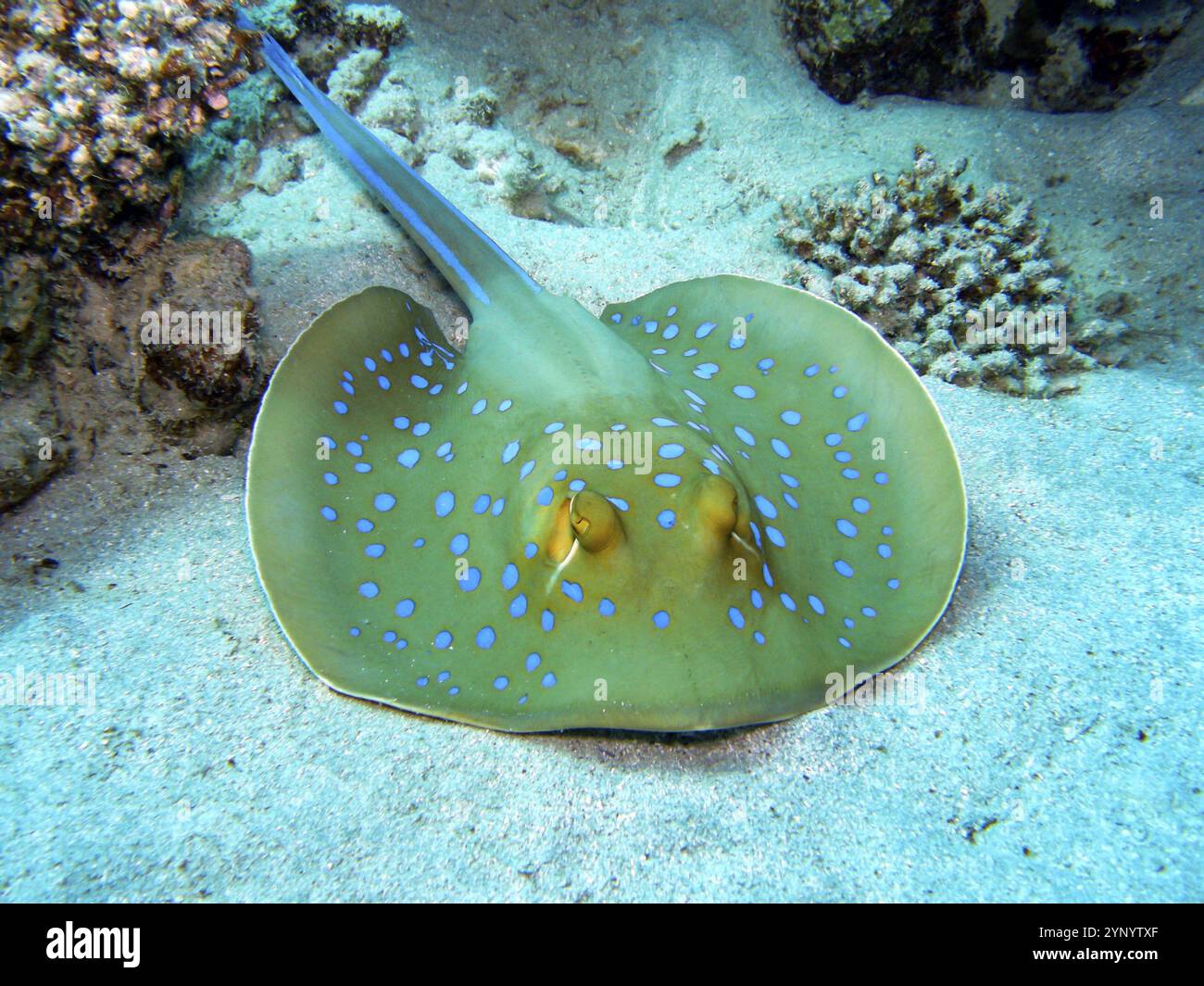 Electrical reef hi-res stock photography and images - Alamy