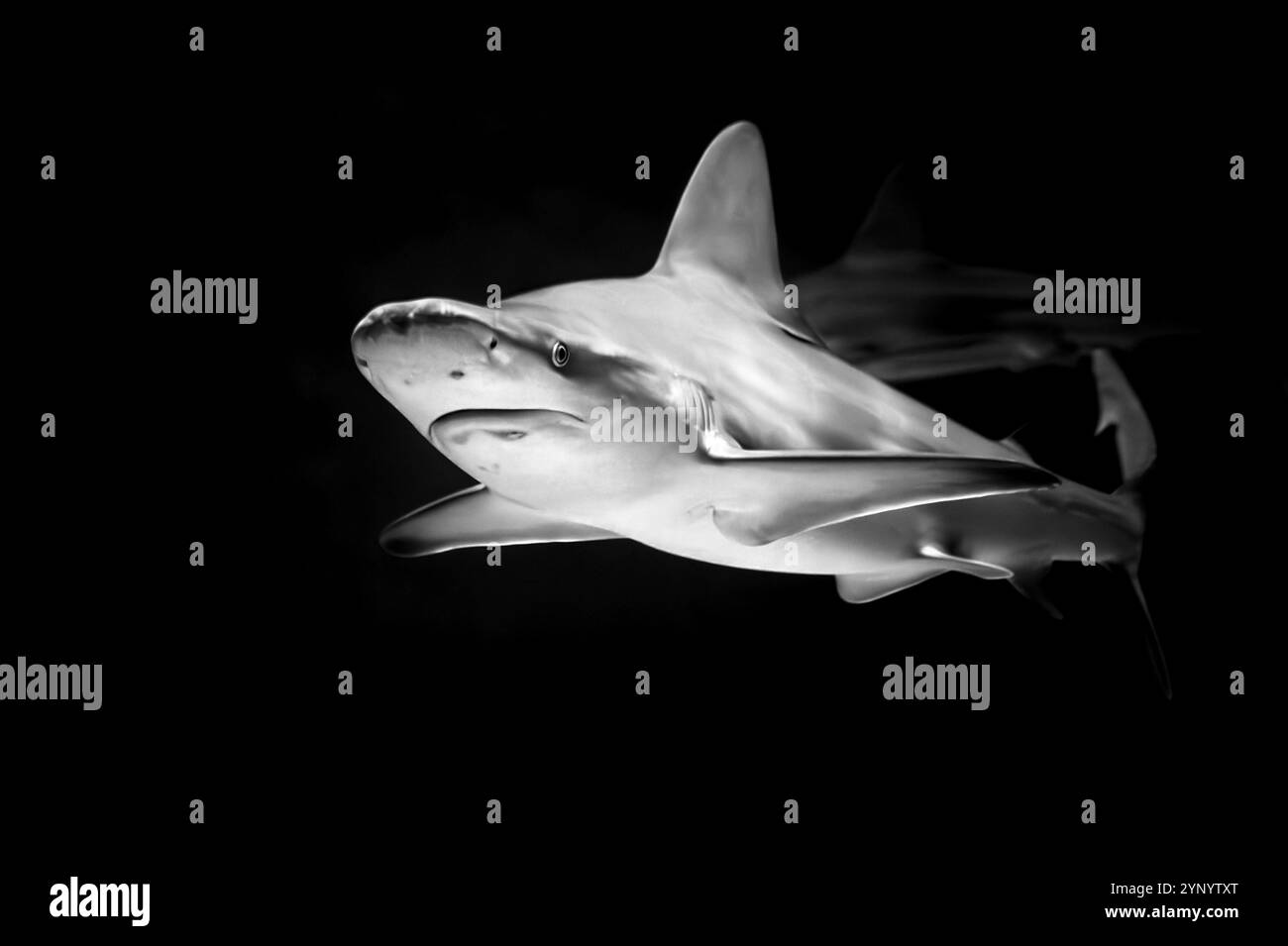 Set sea animals in Black and White Stock Photos & Images - Alamy
