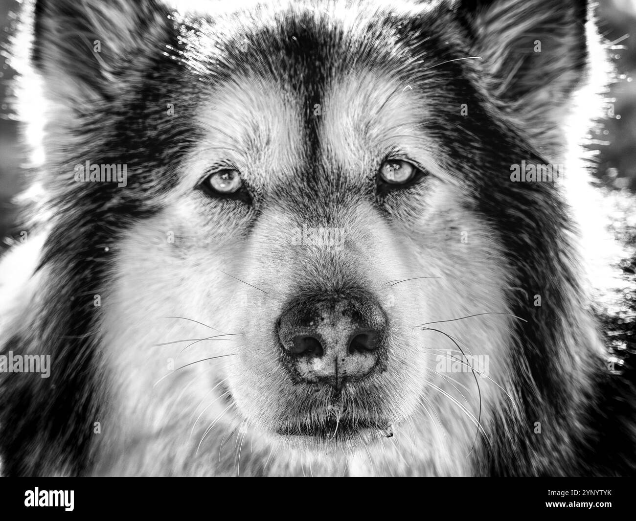 Alaskan breeds hi-res stock photography and images - Alamy