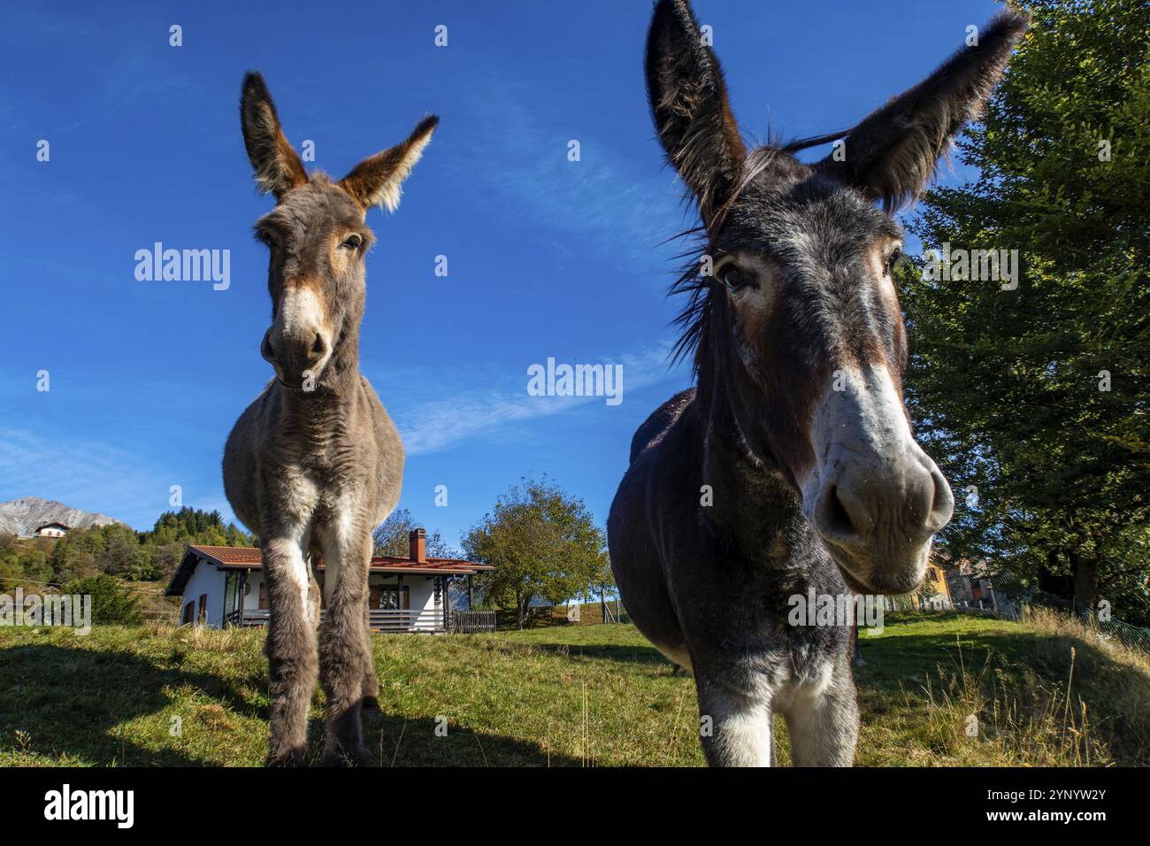 Donkey on italian alps hi-res stock photography and images - Alamy