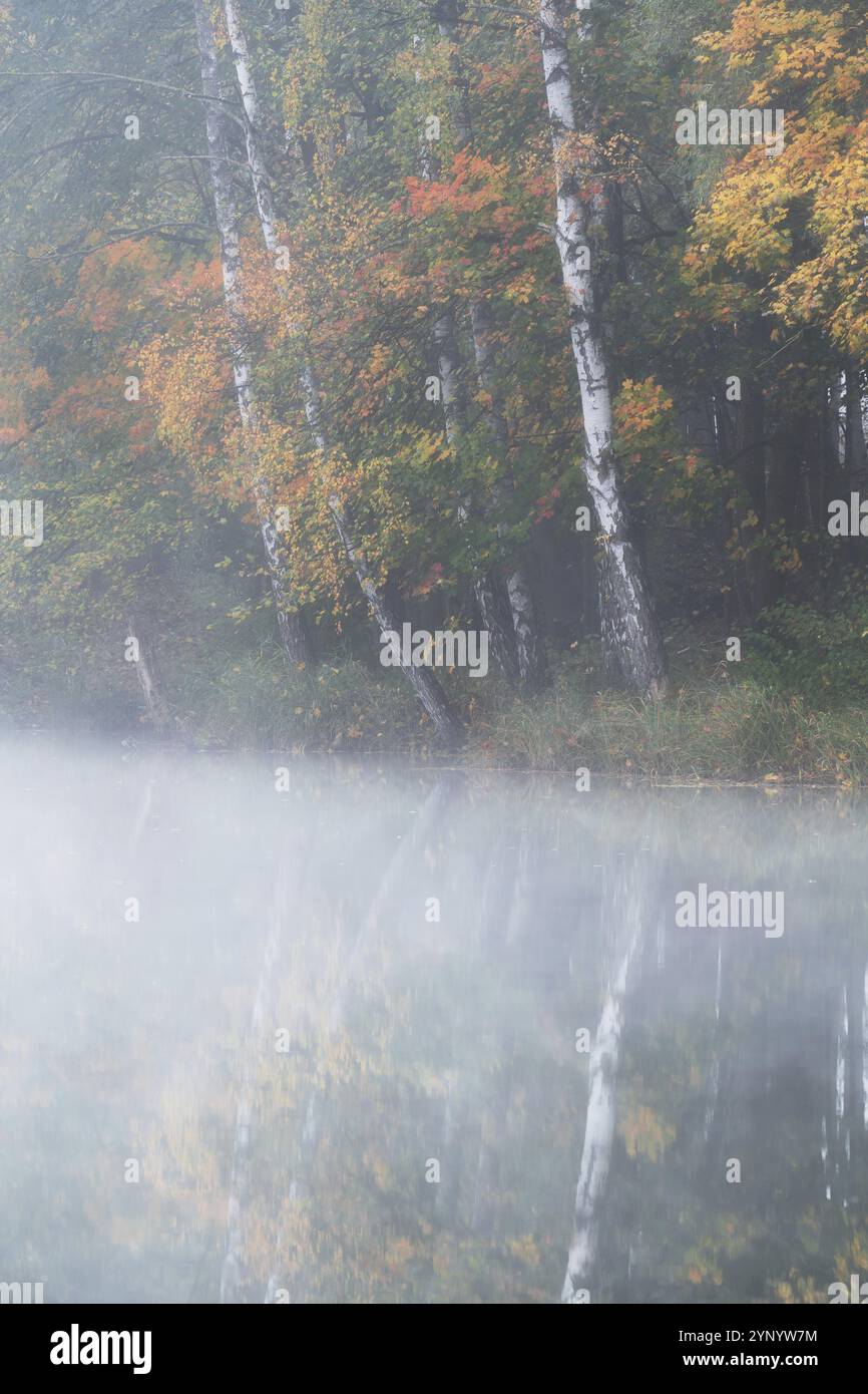 Lake near Ulm with mist and silver birch tree with fall colors Stock ...