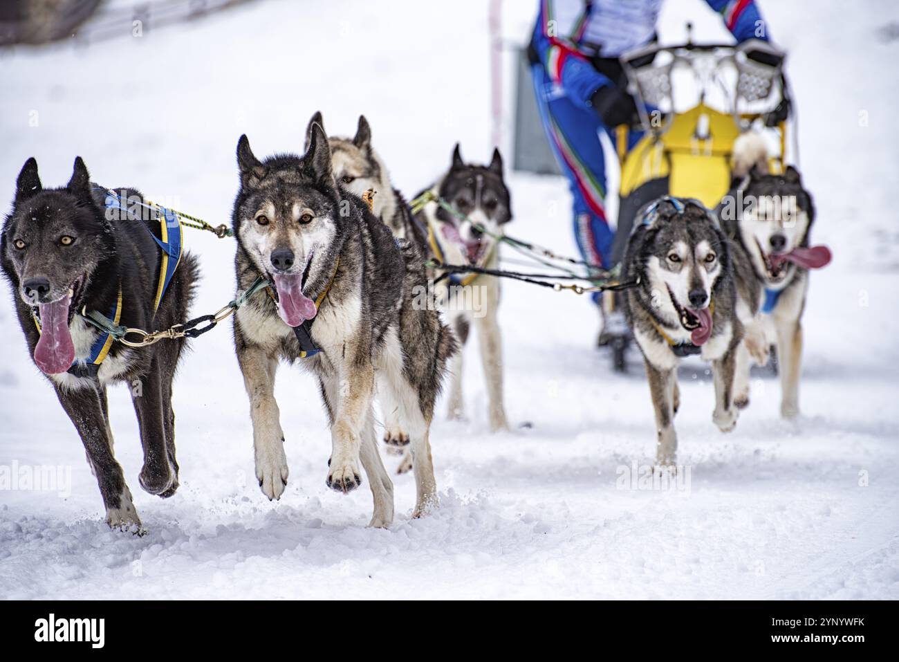 Sled dog scene during a competition Stock Photo - Alamy