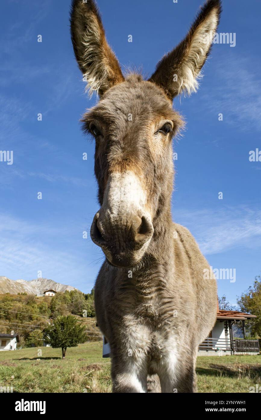 Donkey island southern italy hi-res stock photography and images - Alamy