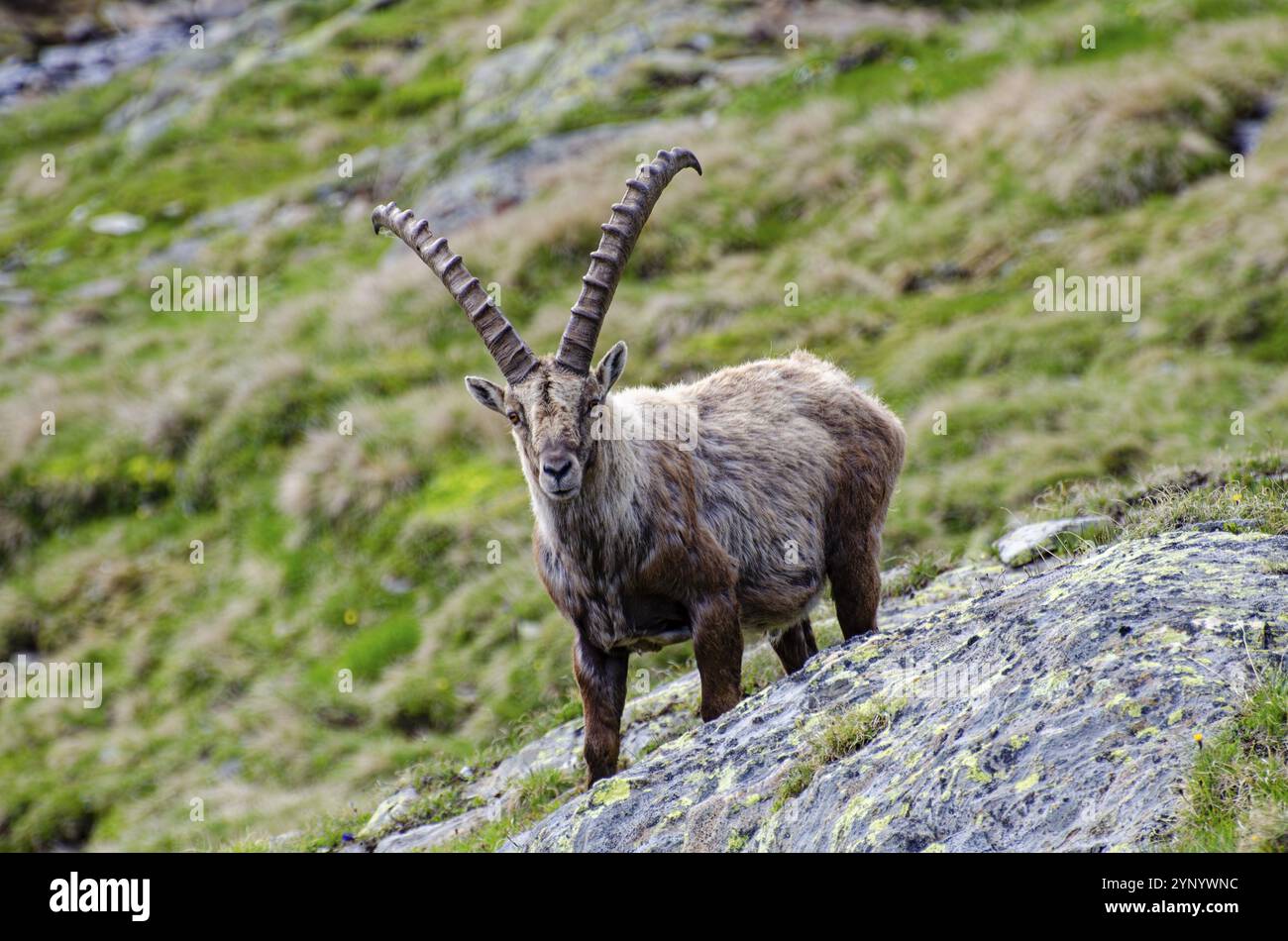 Child with alpine ibex hi-res stock photography and images - Alamy