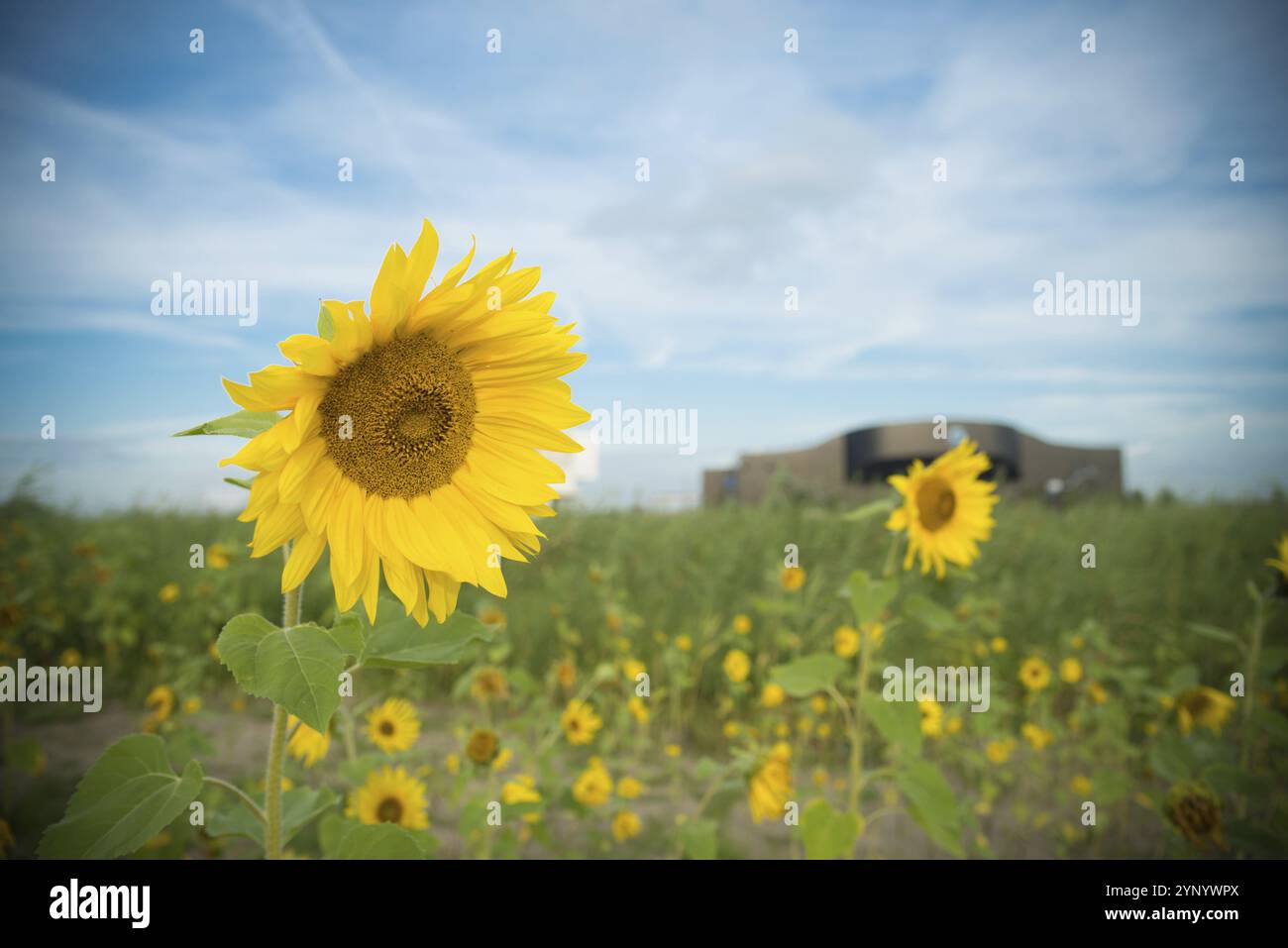 Single sunflower in a small field with sunflowers Stock Photo - Alamy
