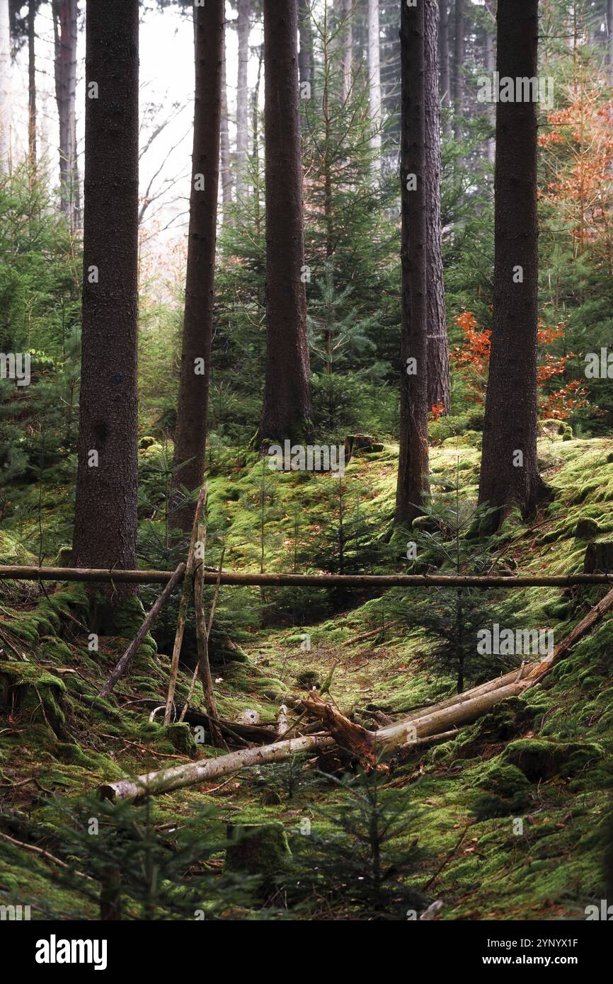 Fall woodland photography hi-res stock photography and images - Alamy