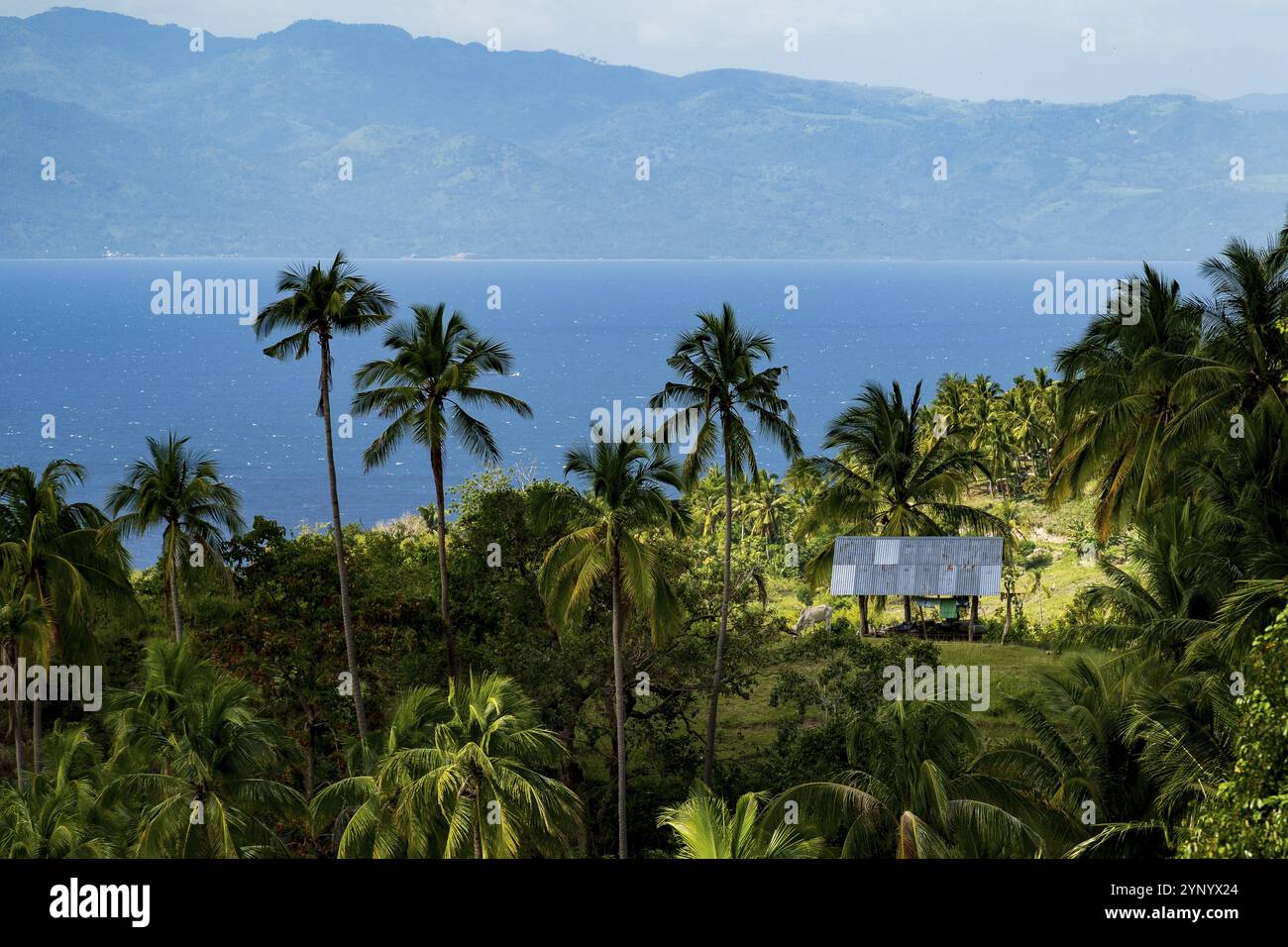 Palm trees and small hut on the island cebu in the philippines Stock ...