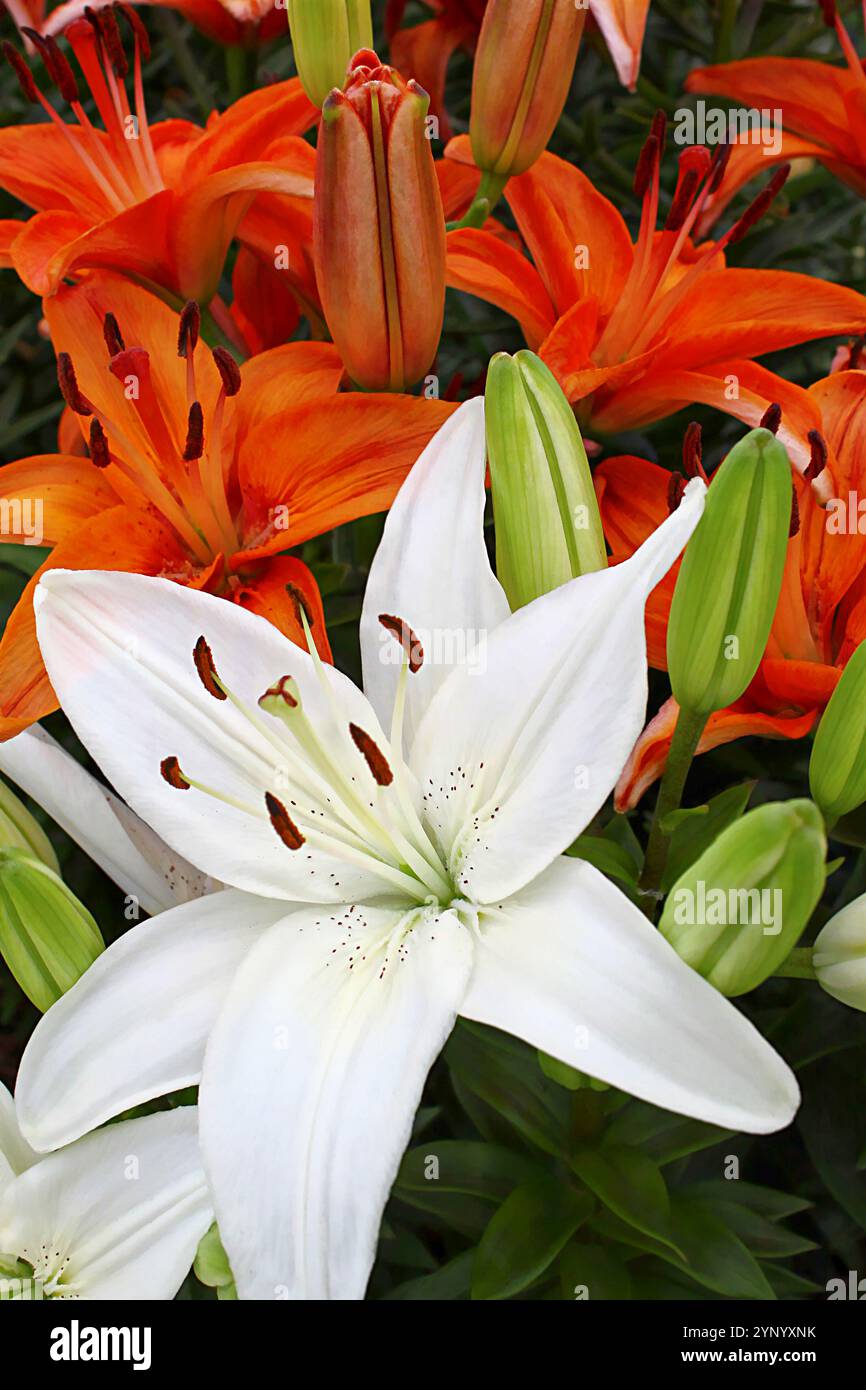 Closeup beautiful orange lilies hi-res stock photography and images - Alamy