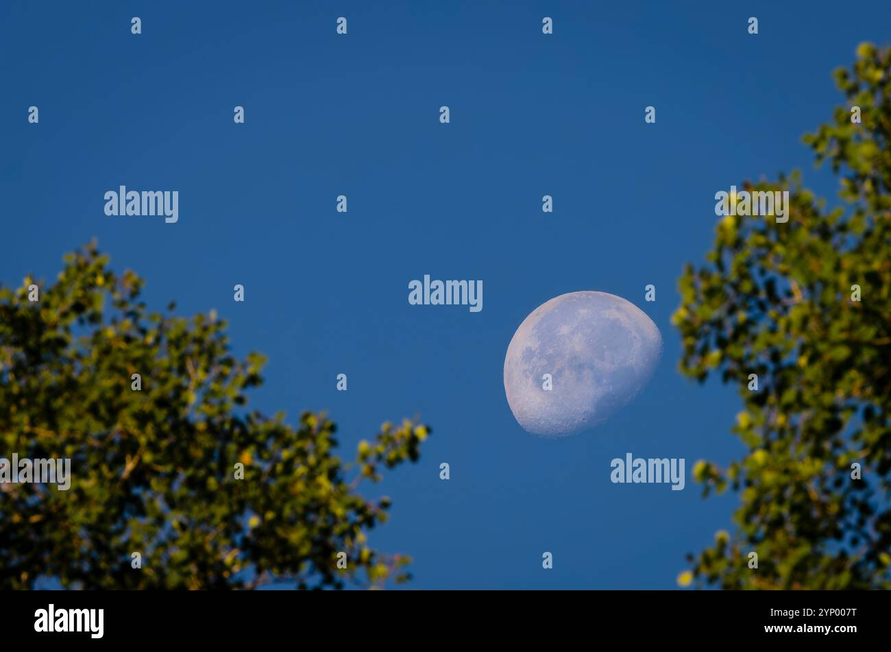 Bright Waning Gibbous Moon in daytime with blue sky framed by two trees ...