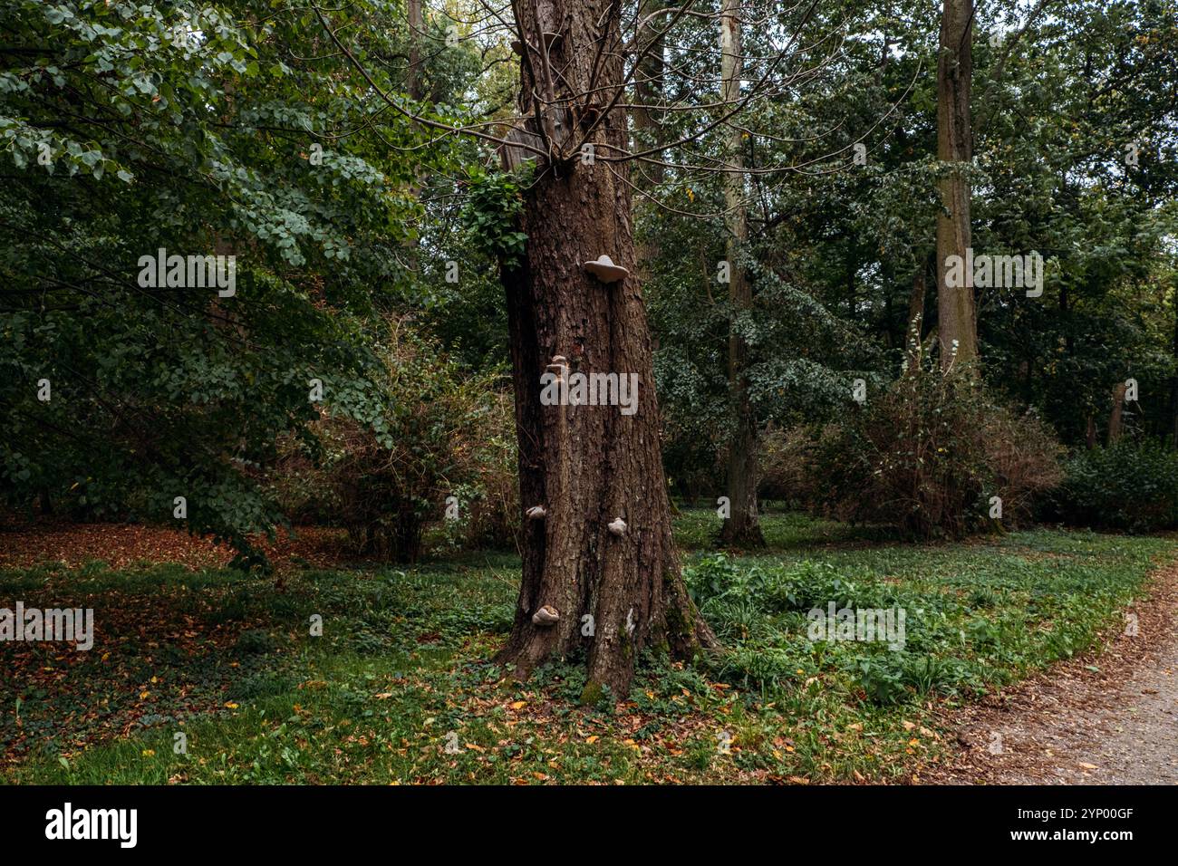 Tree fungus on bark in a forest. Highlighting fungi and tree symbiosis ...