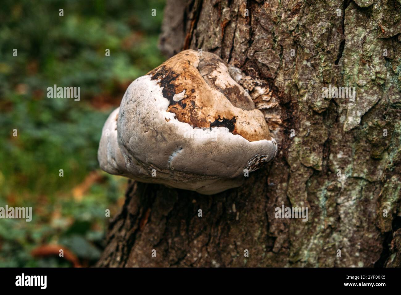 Tree fungus on bark in a forest. Highlighting fungi and tree symbiosis ...