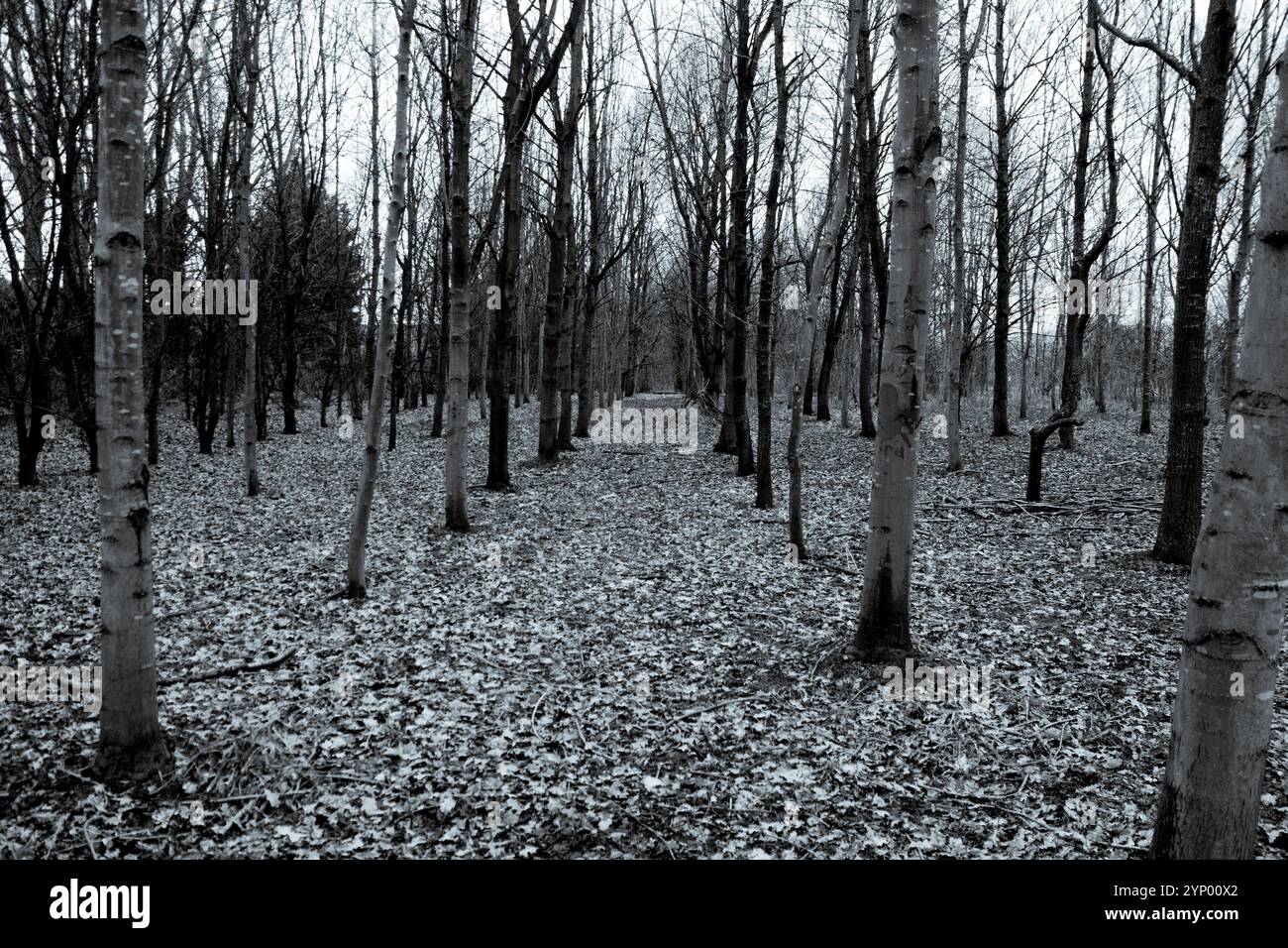 Somersham local nature reserve hi-res stock photography and images - Alamy