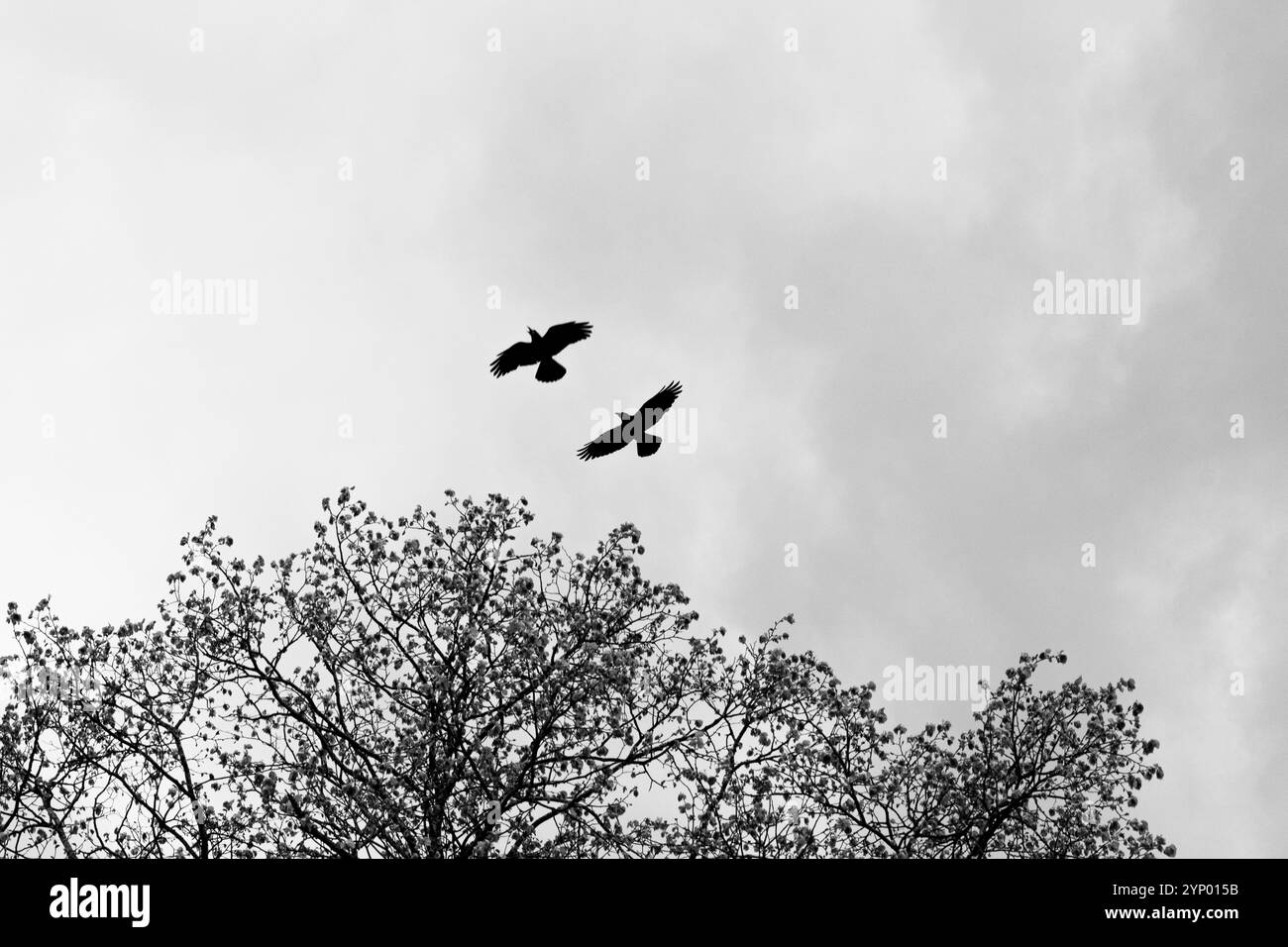 Crows in trees hi-res stock photography and images - Alamy