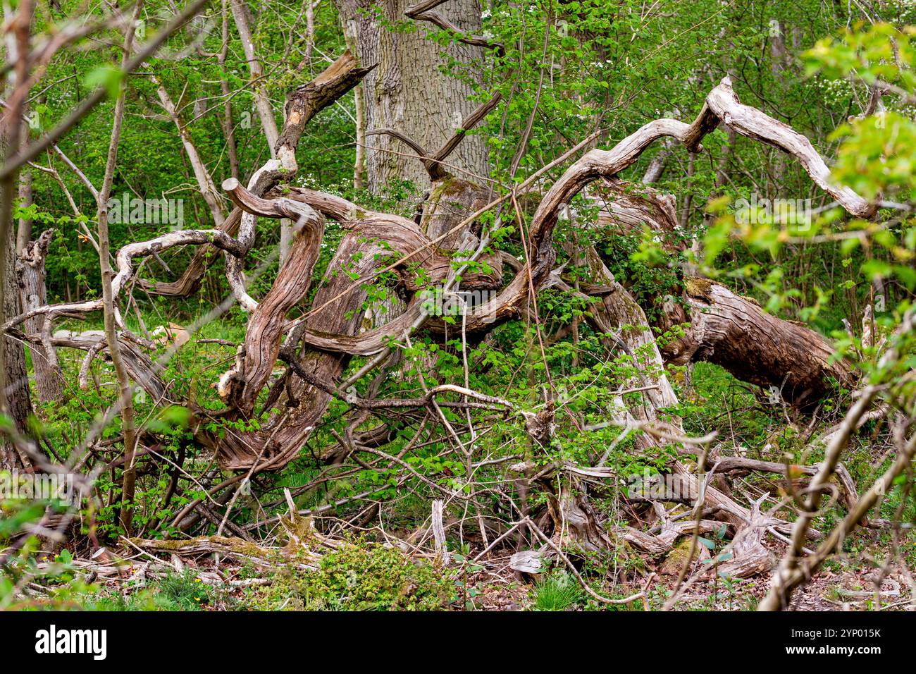 Trees in Hayley Wood, Great Gransden Stock Photo - Alamy