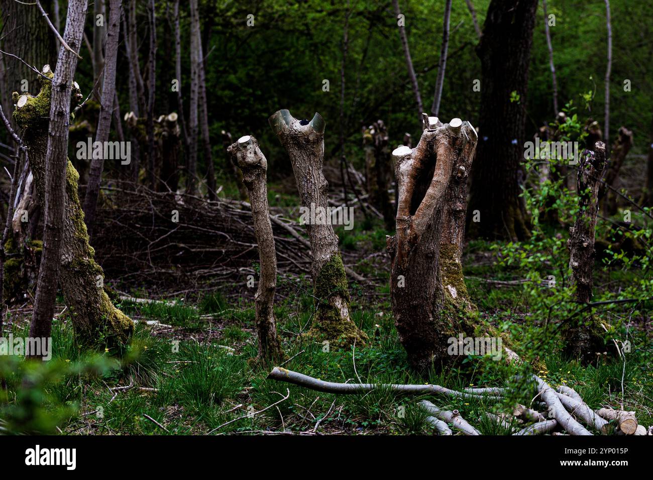 Trees in Hayley Wood, Great Gransden Stock Photo - Alamy