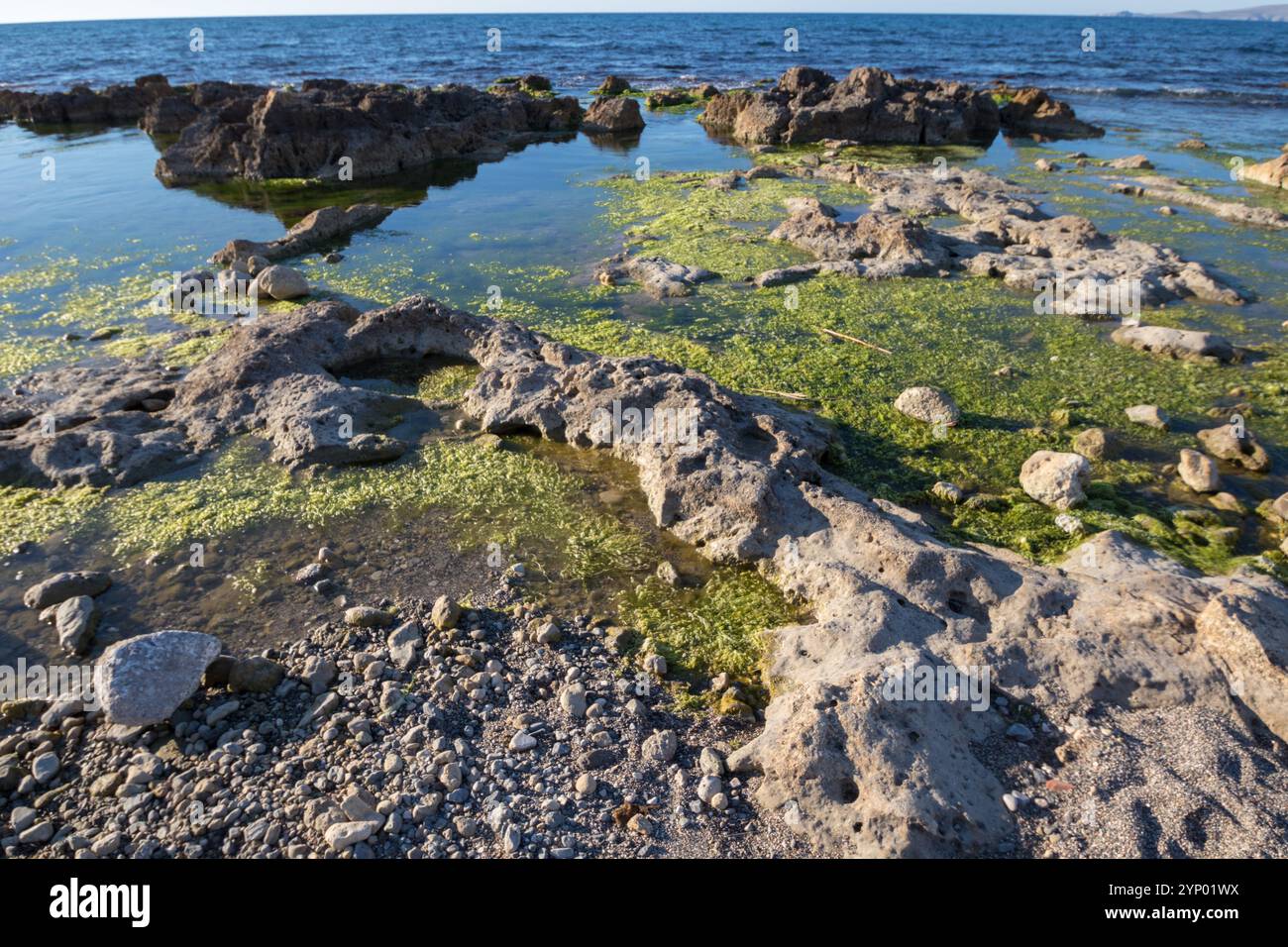 Low view of a beach with rocks. calm sea, moss and algae on the stones ...