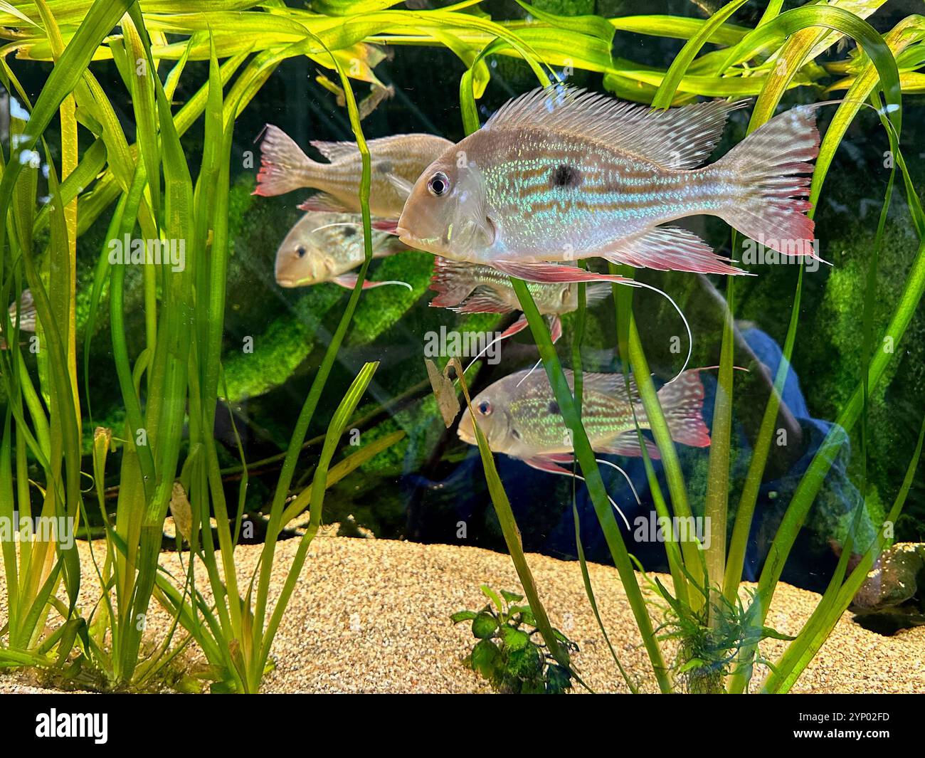 Aquarium with fish and underwater plants in botanical garden Stock ...
