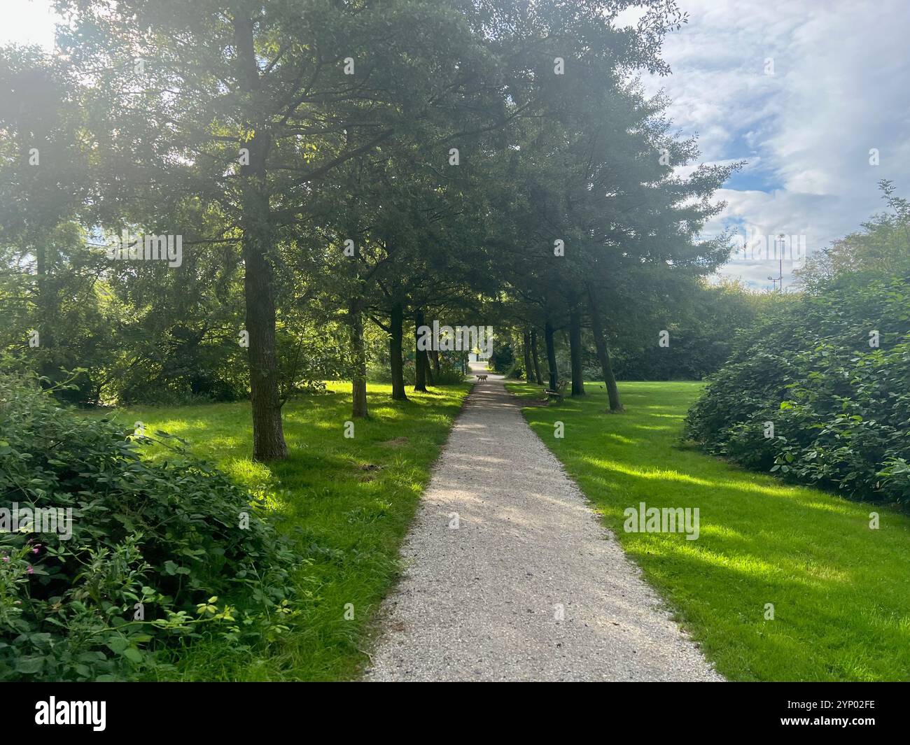 View of pathway through park with green trees alongside Stock Photo - Alamy