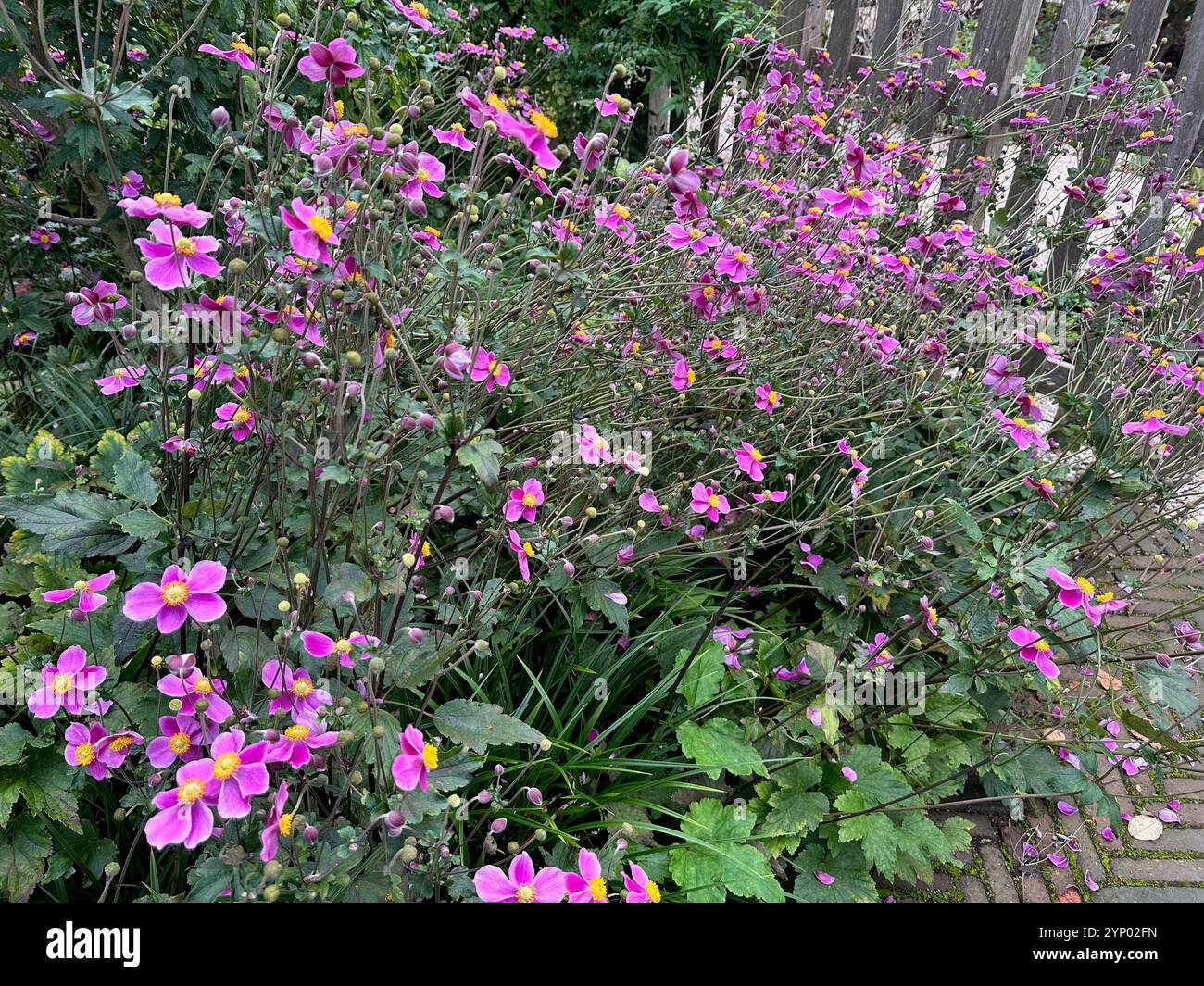 Group growing blooming anemone hi-res stock photography and images - Alamy
