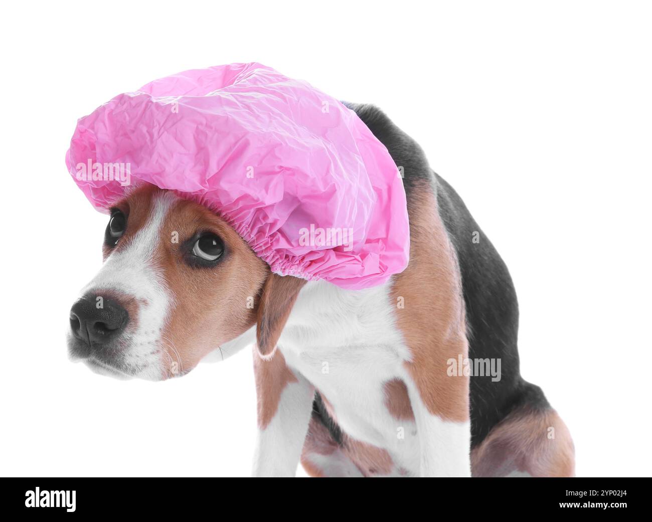 Adorable dog in pink shower cap on white background Stock Photo - Alamy