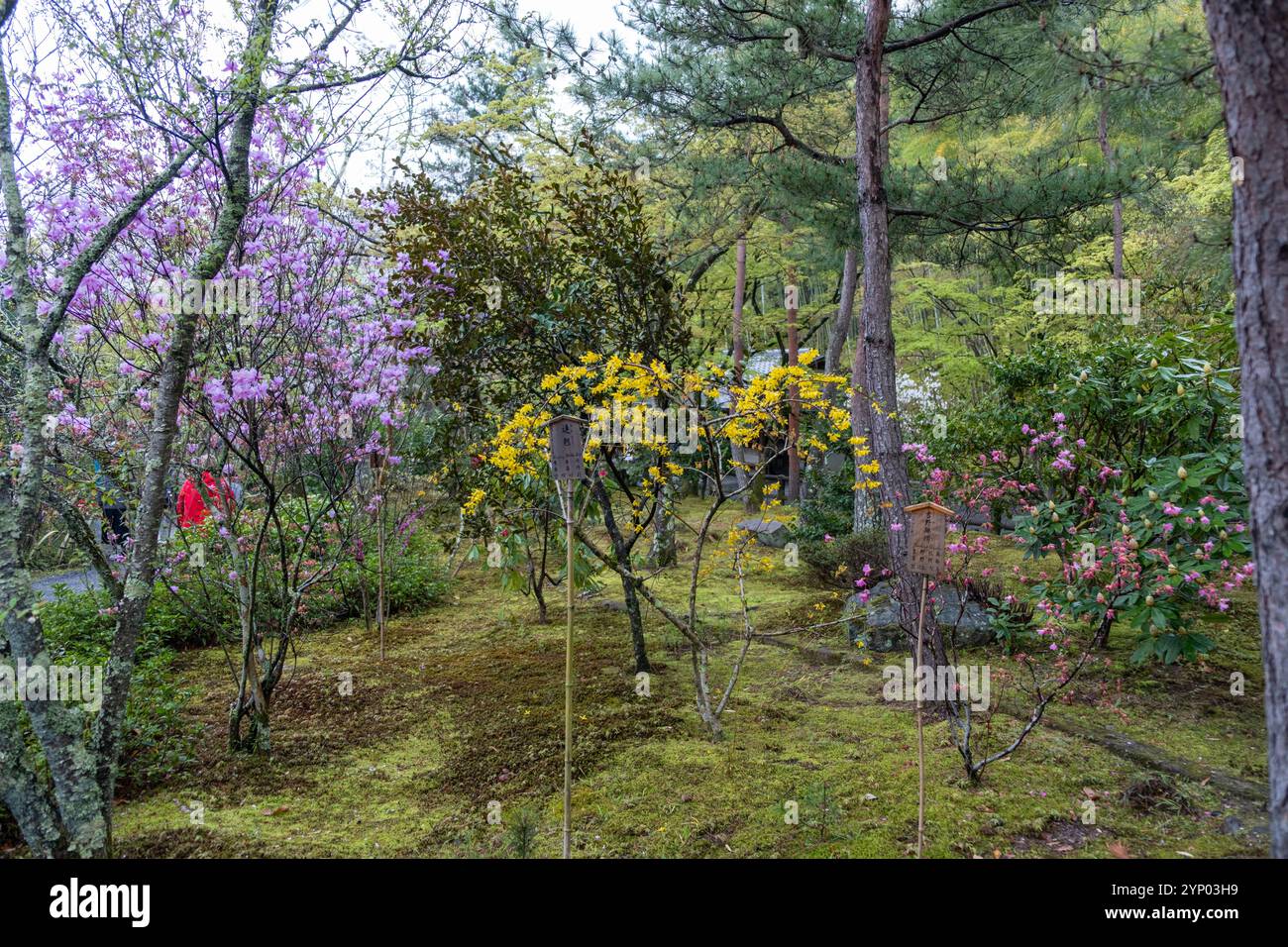 Japanese golden bell tree hi-res stock photography and images - Alamy