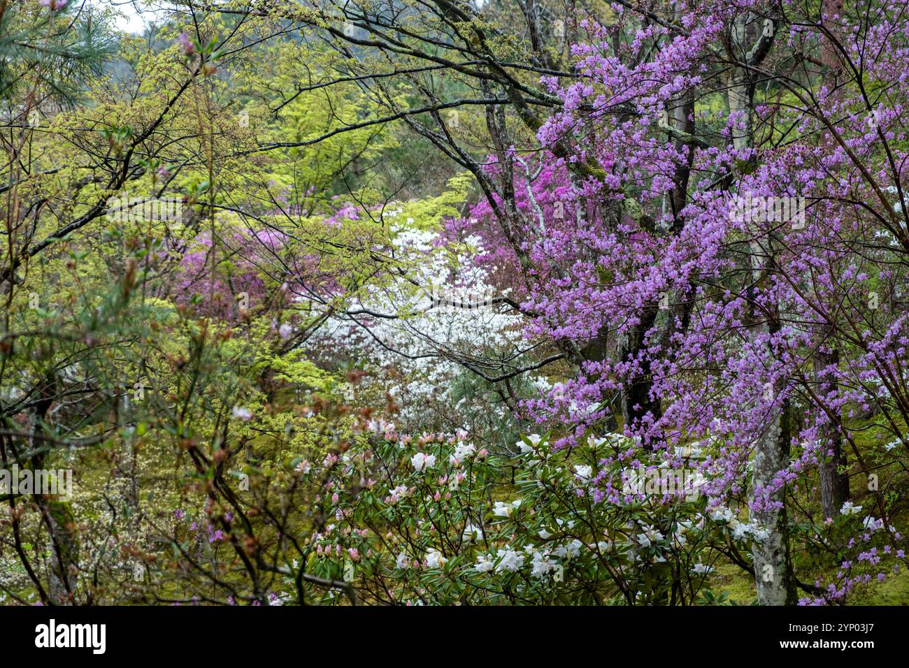 Blooming trees and plants in a Japanese garden, cherry blossoms and ...