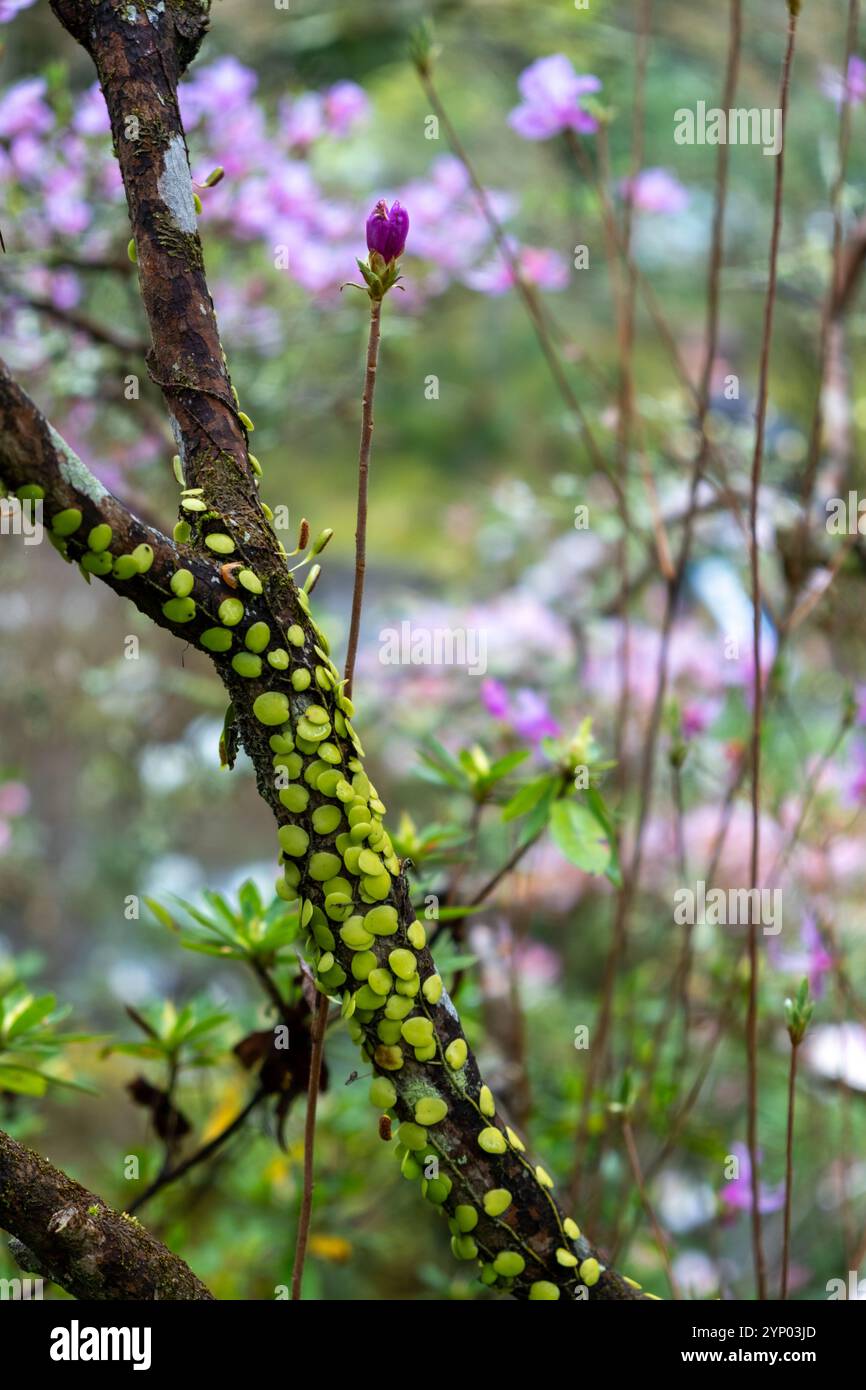 Dragons scale fern hi-res stock photography and images - Alamy