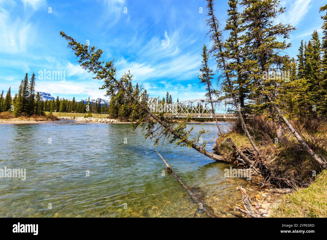 Tree branch floating in water hi-res stock photography and images - Alamy
