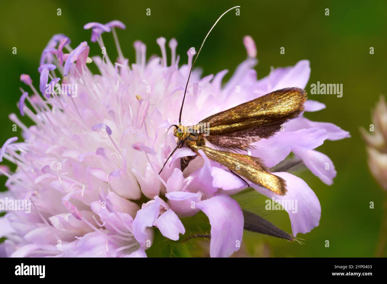 Nemophora metallica - female Fairy Longhorn Moth on a lilac Field ...