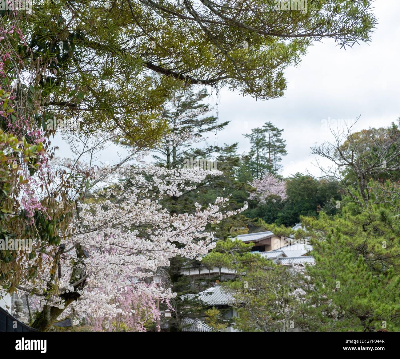 Blooming cherry tree branch and pine tree in a Japanese garden. Spring ...