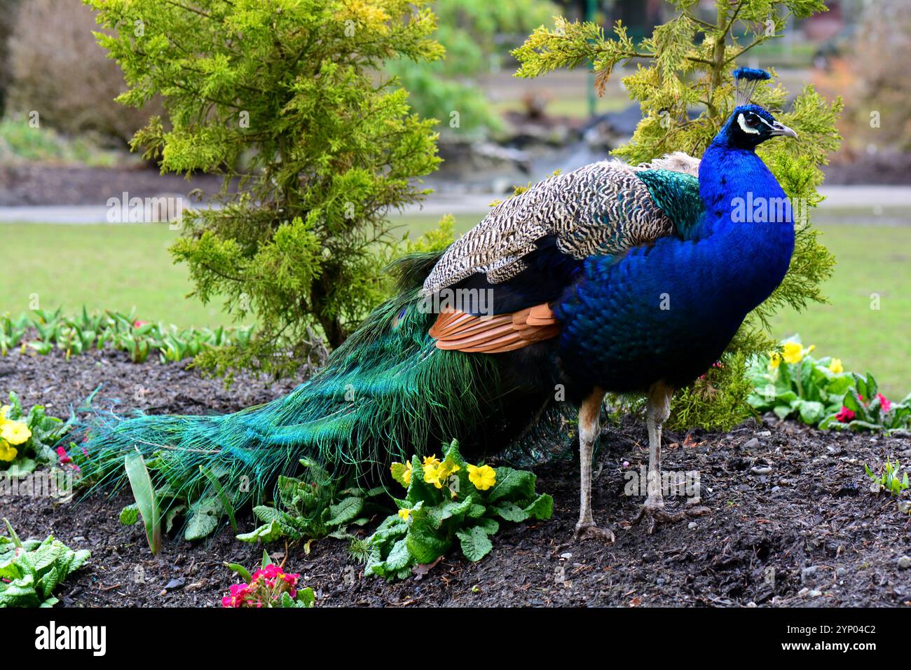 Full body male peacock hi-res stock photography and images - Alamy