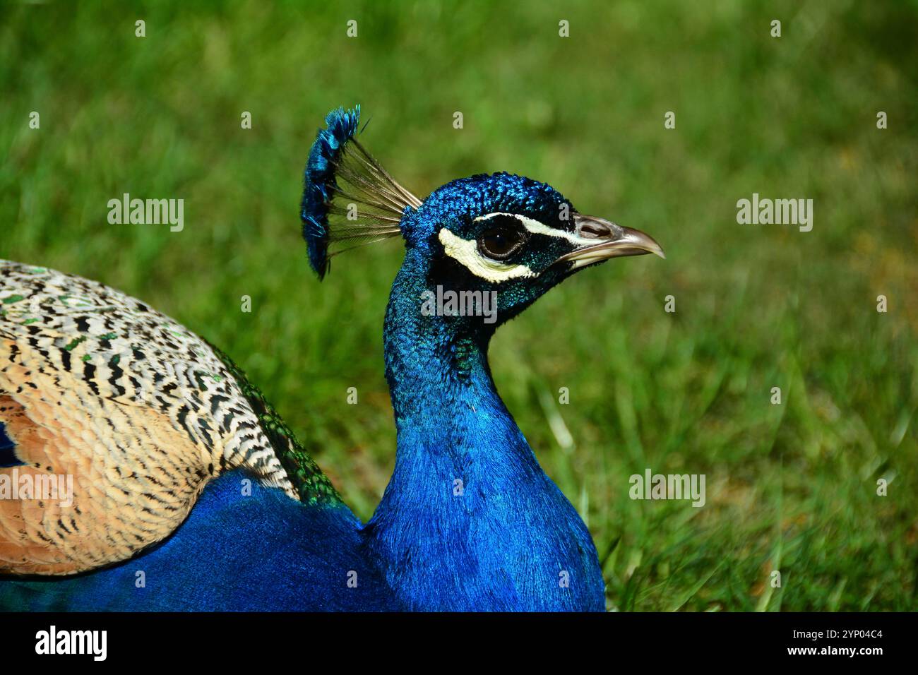 Male attractions hi-res stock photography and images - Alamy