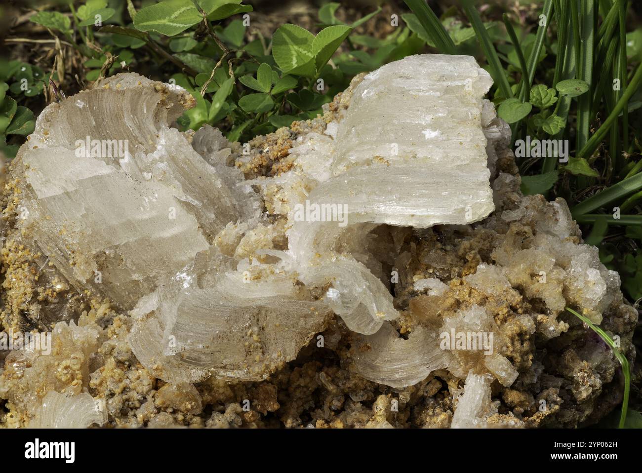 Raw gypsum mineral sample on natural earthy background with vibrant ...