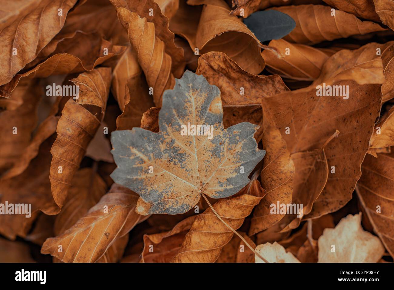 Autumn Leaves in Various Colors Lying on the Forest Ground Stock Photo ...