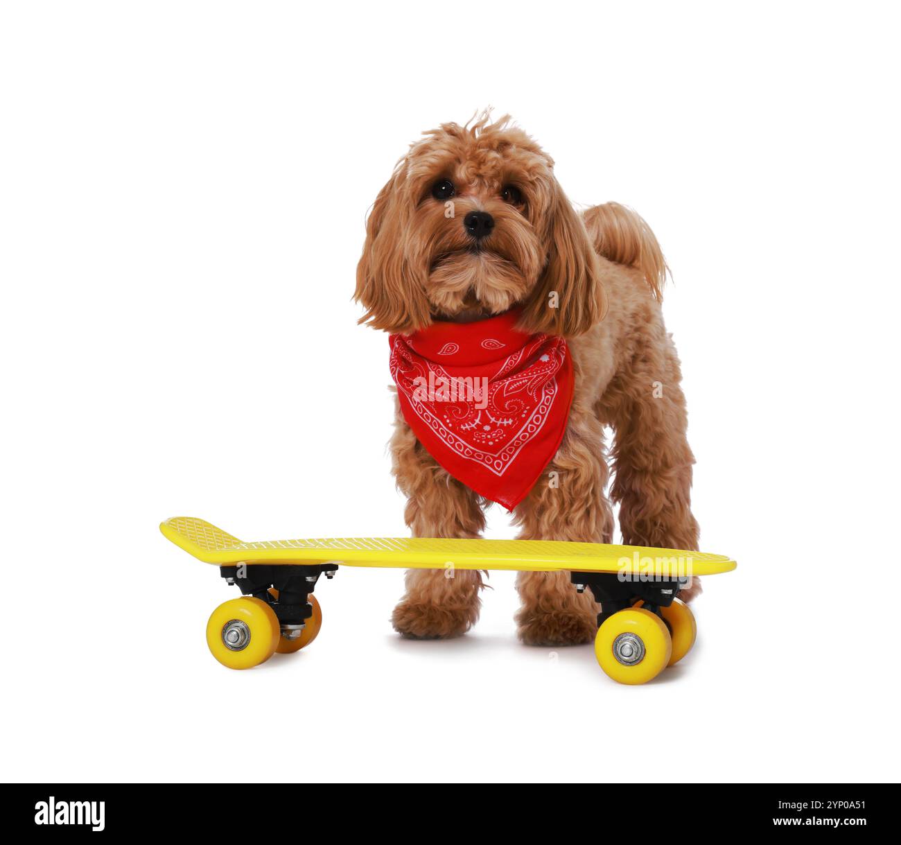 Cute Maltipoo dog with red bandana and mini penny board against white ...